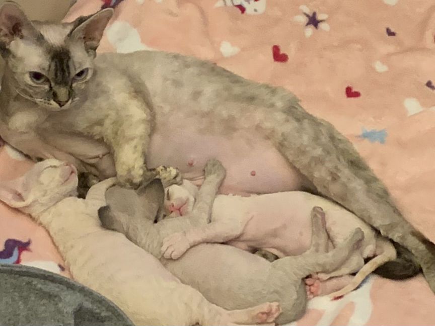 Девон рэкс котенок
