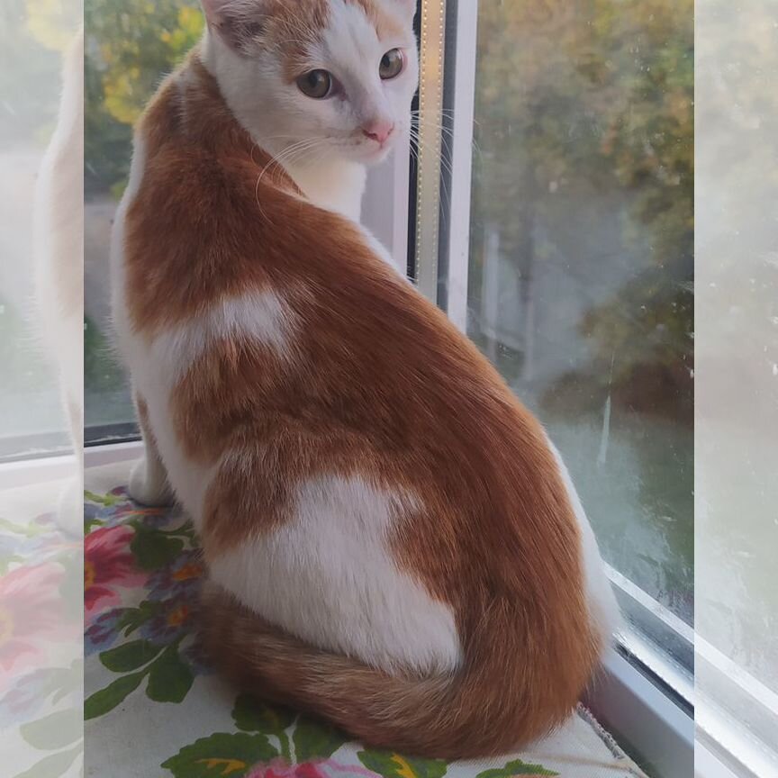 Рыжий рыжий конопатый ищет маму, ищет папу