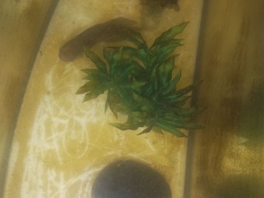 Отдам самцов гурами в добрые руки