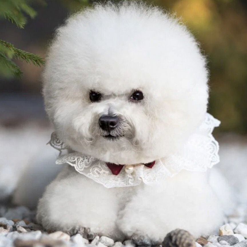 Бишон фризе, щенок