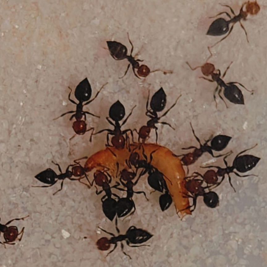 Crematogaster scutellaris