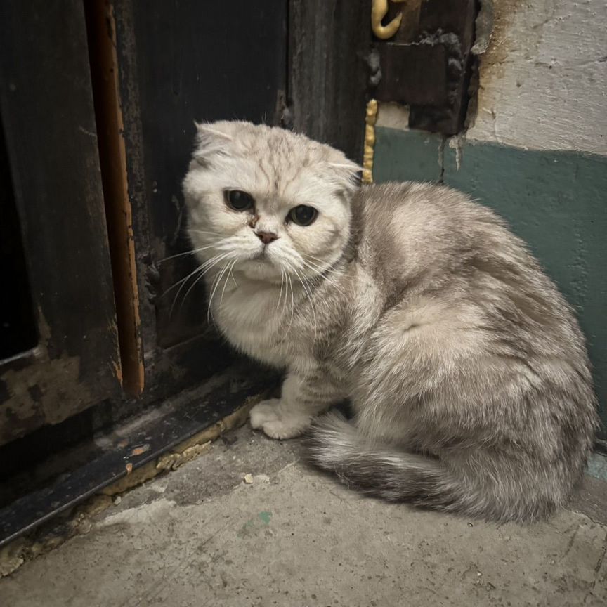 Британская короткошёрстная, взрослая кошка