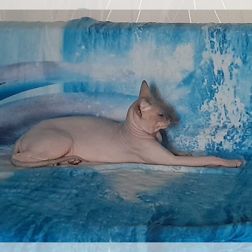 Донской сфинкс