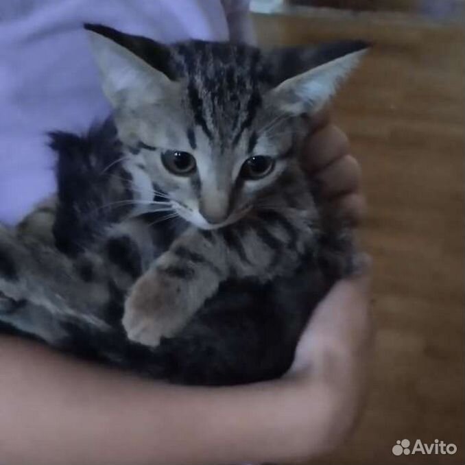 Кошка в дар бесплатно(Тигруля)