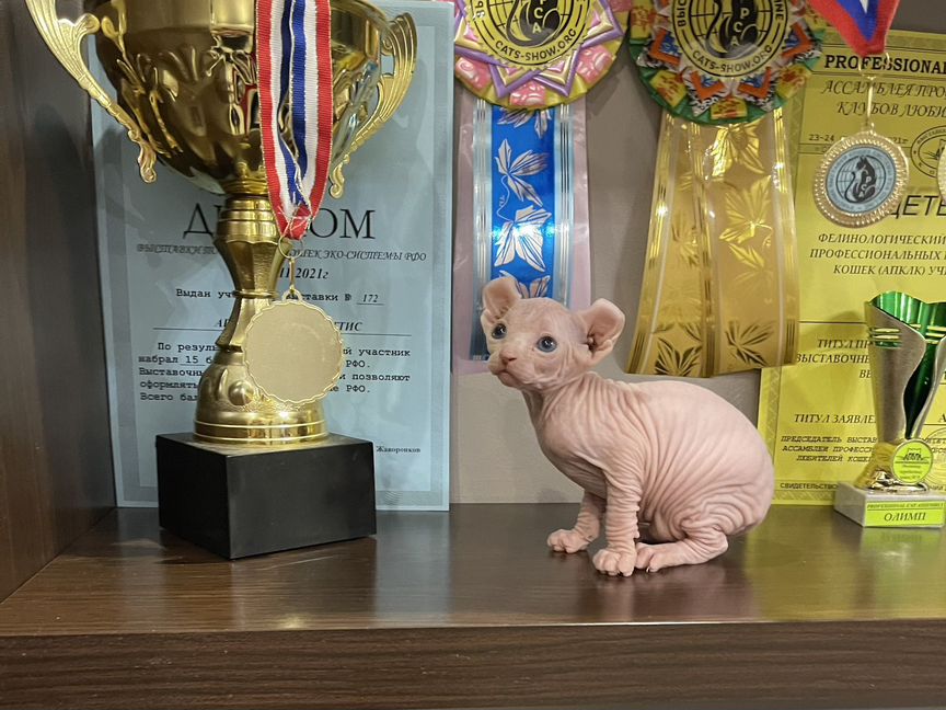 Канадский сфинкс эльф