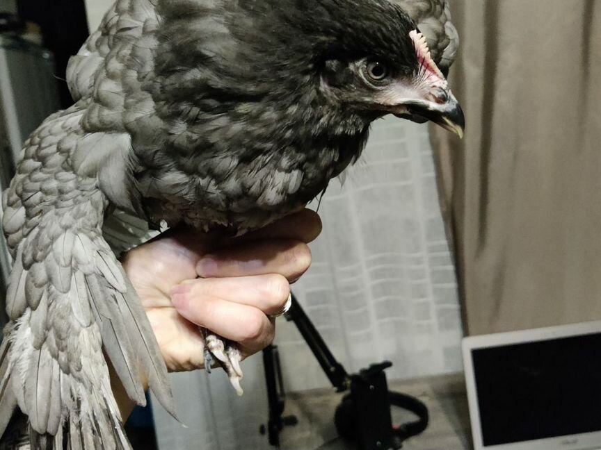 Черная ритуальная курица