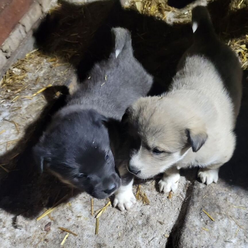 Лайка, щенок