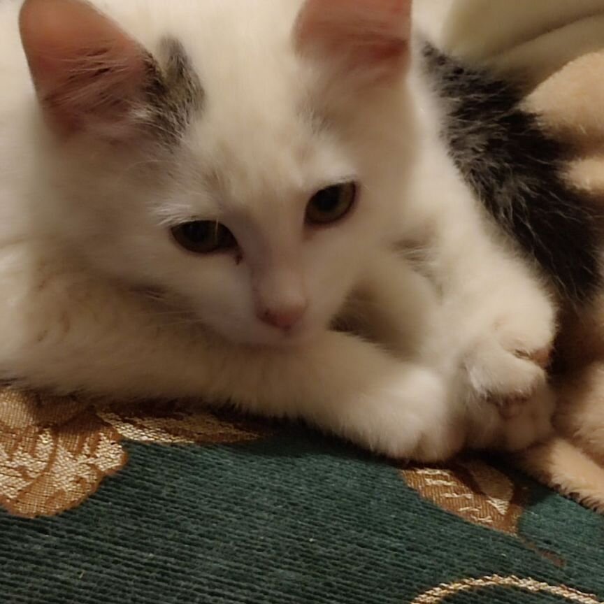 Котёнок в добрые руки