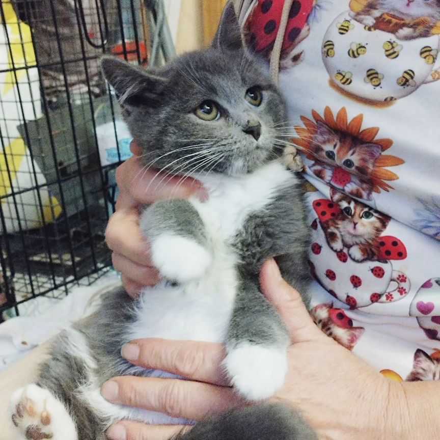 Котята ищут дом