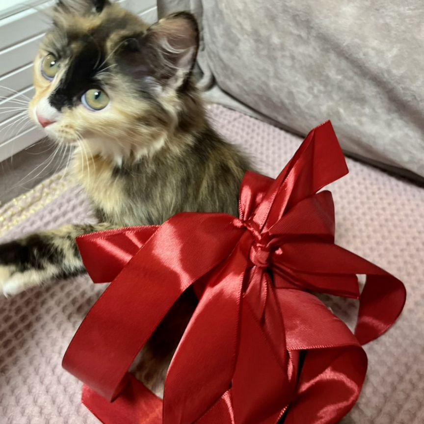 Котёнок