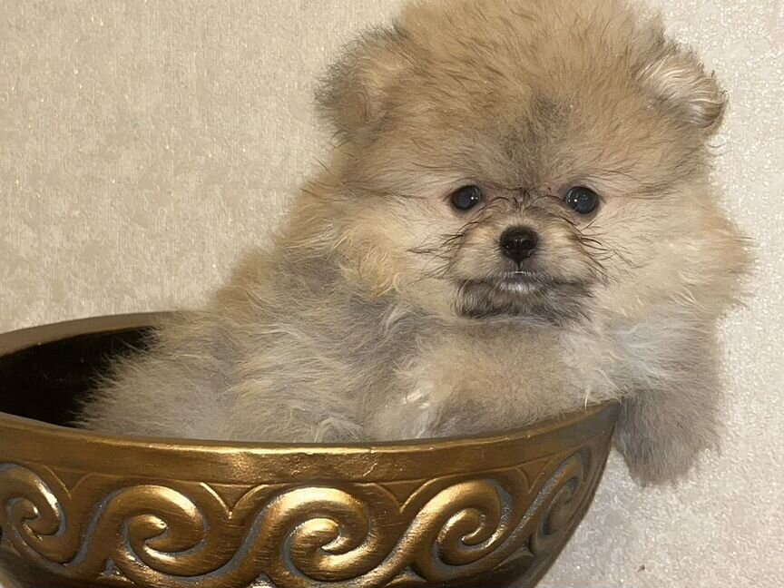 Мальчик и девочка мини