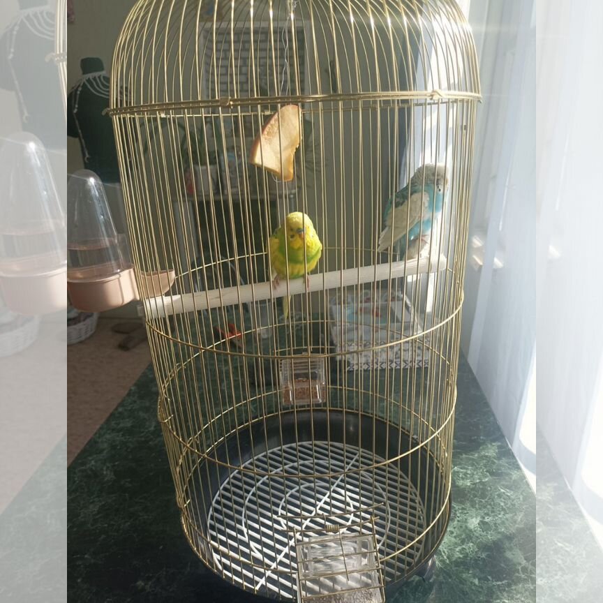 Продам волнистого попугая