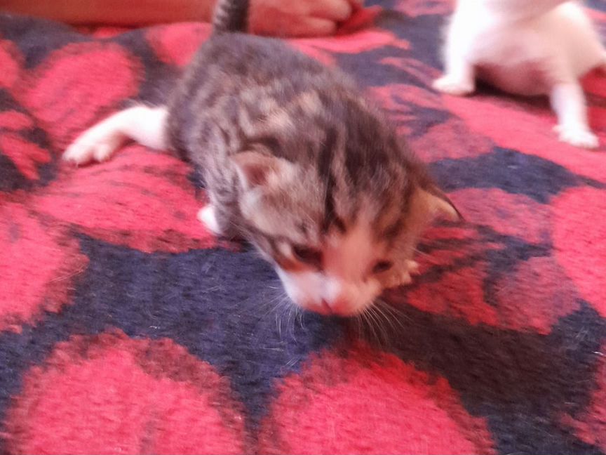 Котёнок по имени Вася