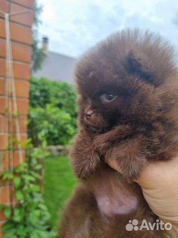 Померанский шпиц мини