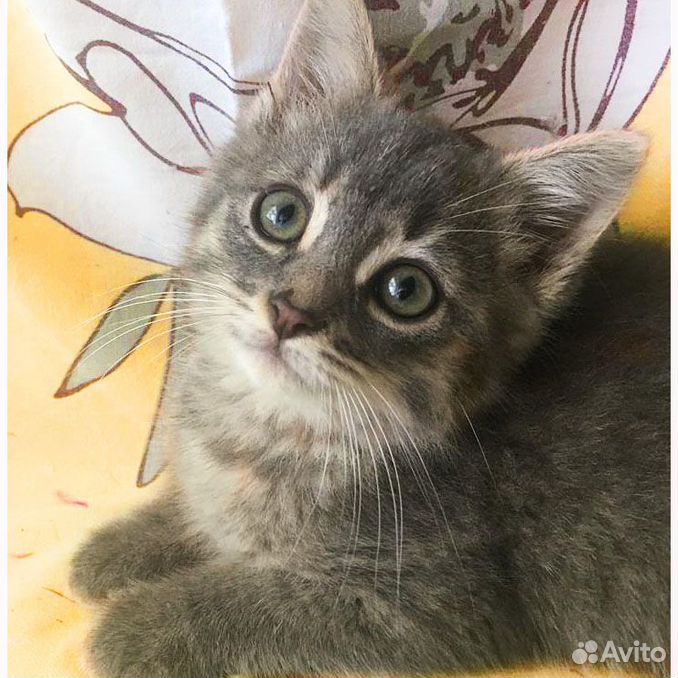 Малыш Самсон - очаровательный котенок,2 месяца