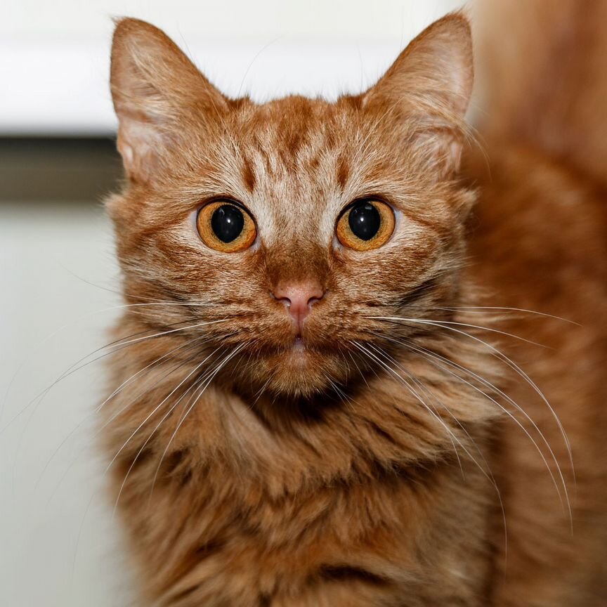 Рыжая кошка