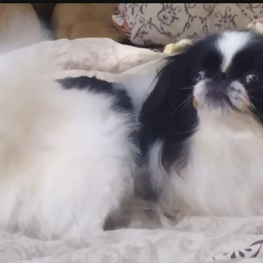 Японский хин