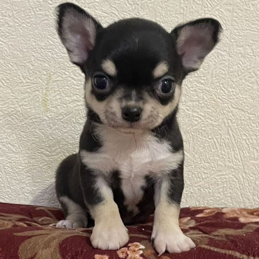 Чихуахуа, щенок