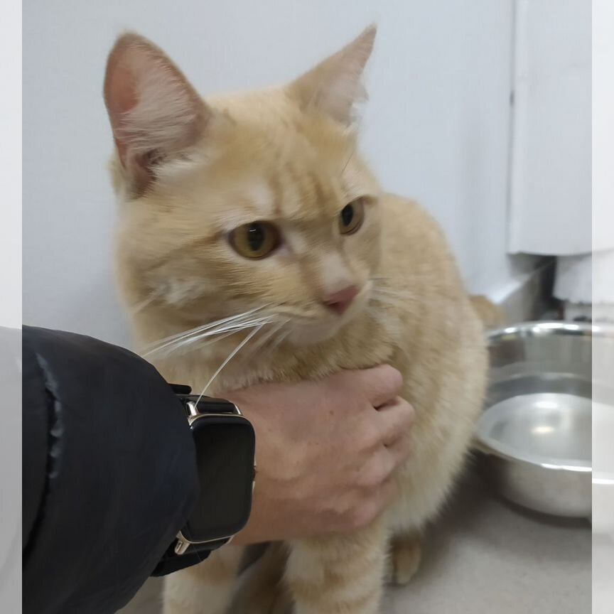 Пристрою рыжего кота