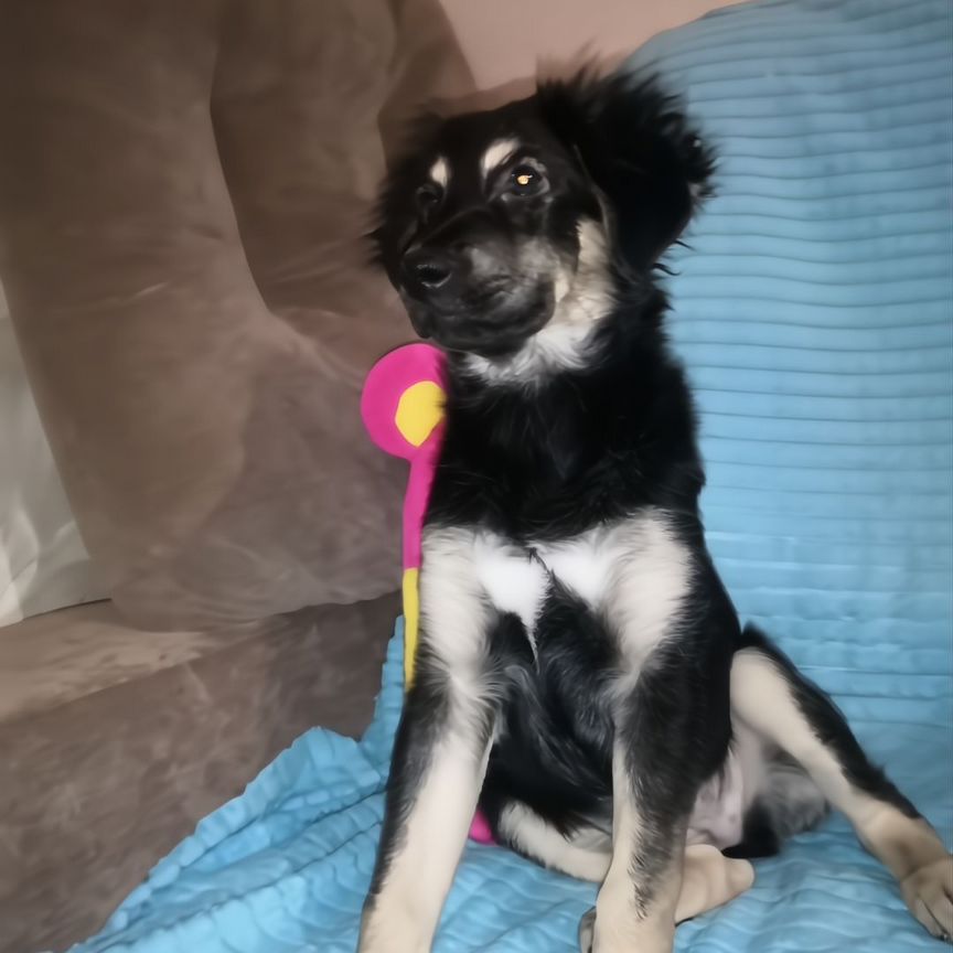 Щенок в добрые руки