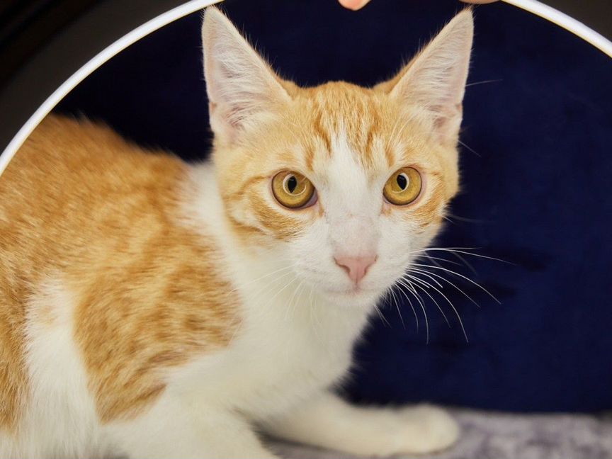 Котенок ласковый мальчик