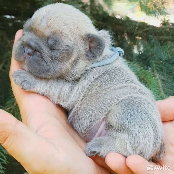 Лилово палевый щенок мальчик