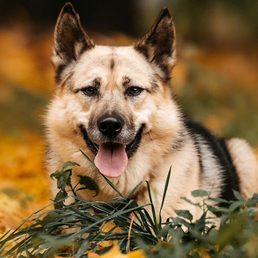 Взрослая собака в добрые руки
