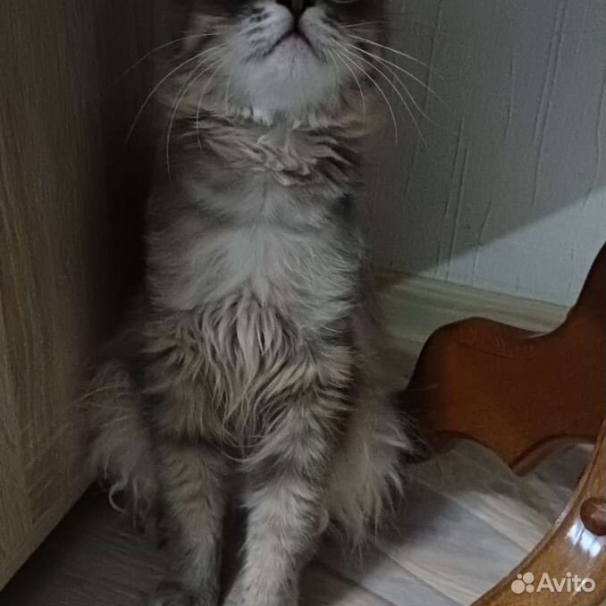 Кошка найденыш ищет дом