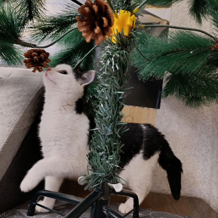 Котёнок в добрые руки