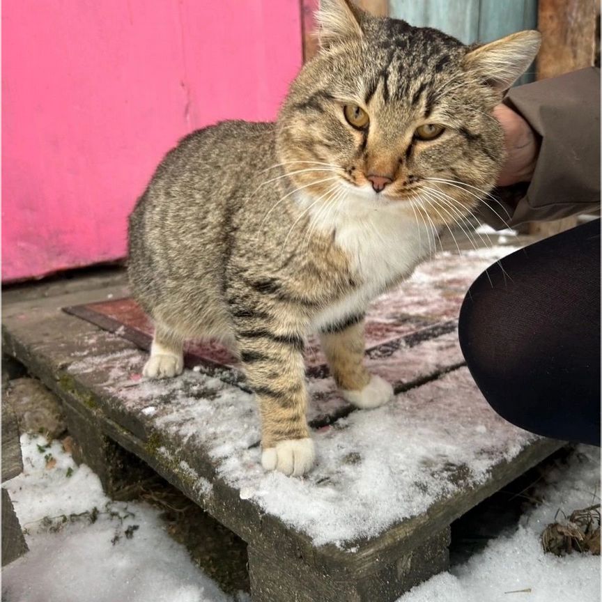 Ласковый щекастый кот