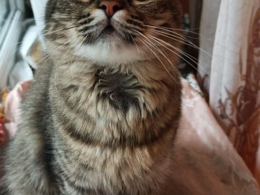 Кошка стеша