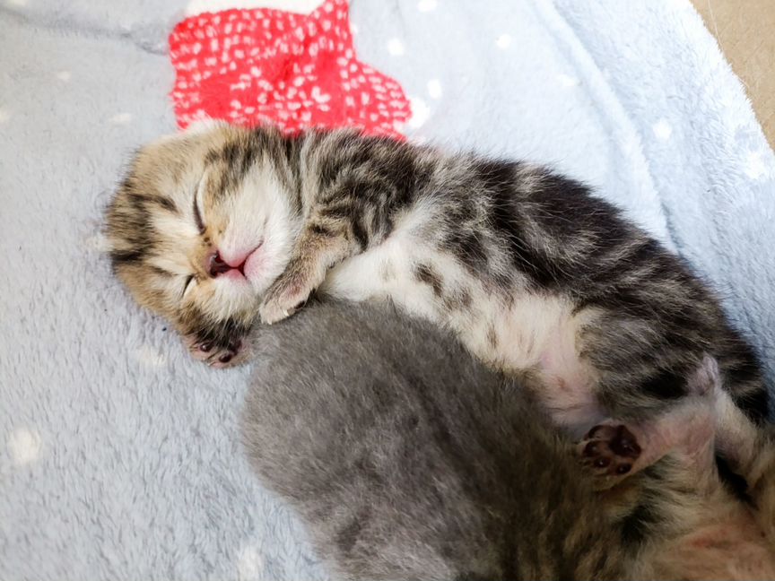 Продам британских котят