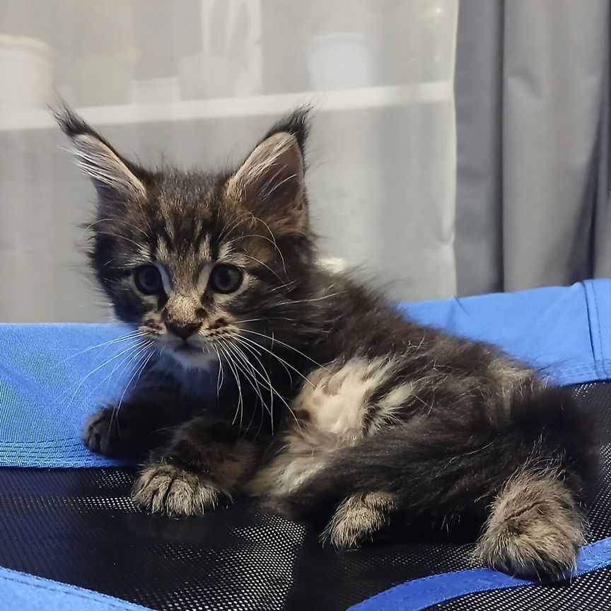 Мейн-кун котёнок