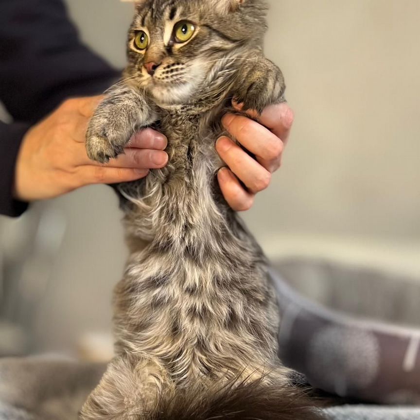 Полосатый котик метис мейкуна ищет дом