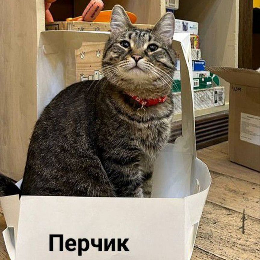 Кот Перчик