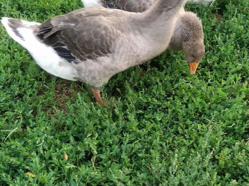 Гуси крупно-серые и Линда