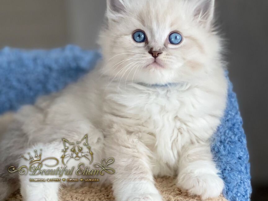 Котенок рэгдолл