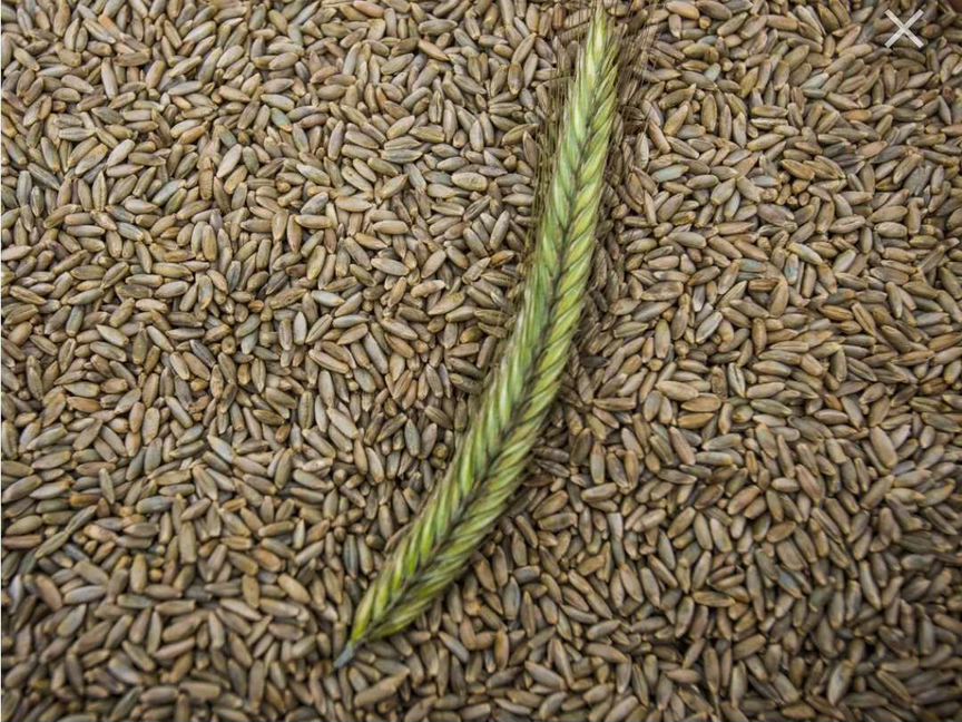 Зерно тритекалия
