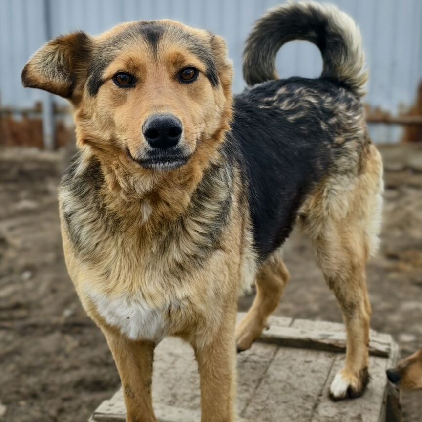Взрослая собака в добрые руки