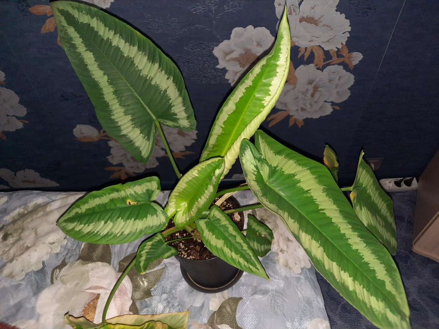 Шизматоглоттис