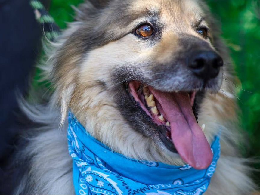 Пушистик Бароша