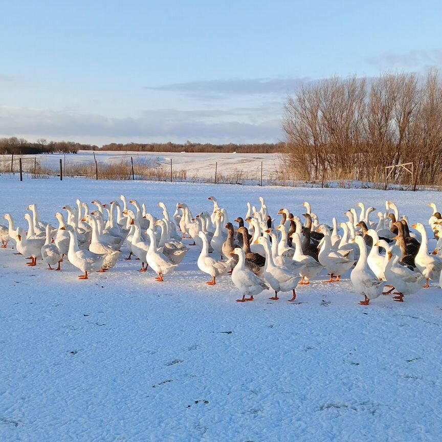 Продаются гуси