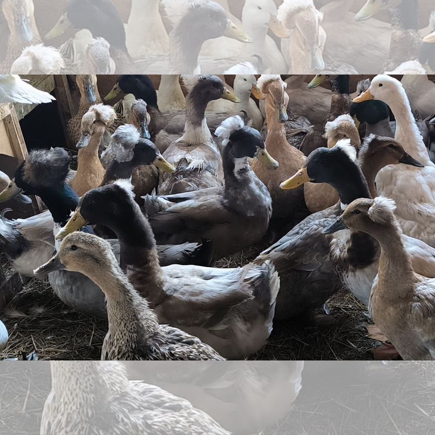 Инкубационное яйцо хохлатой утки