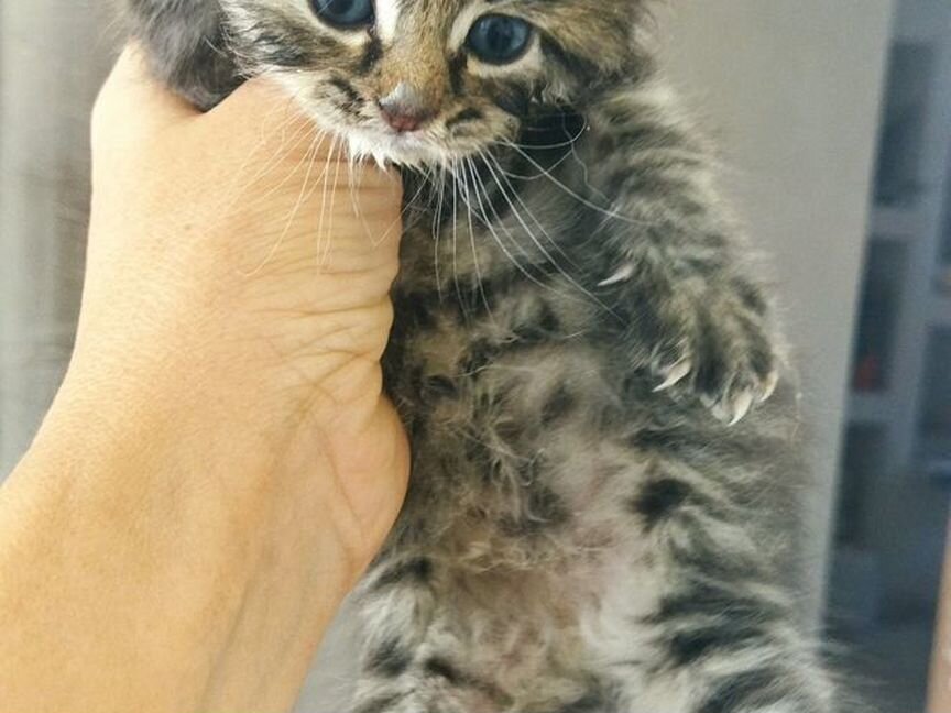 Котятки хорошенькие