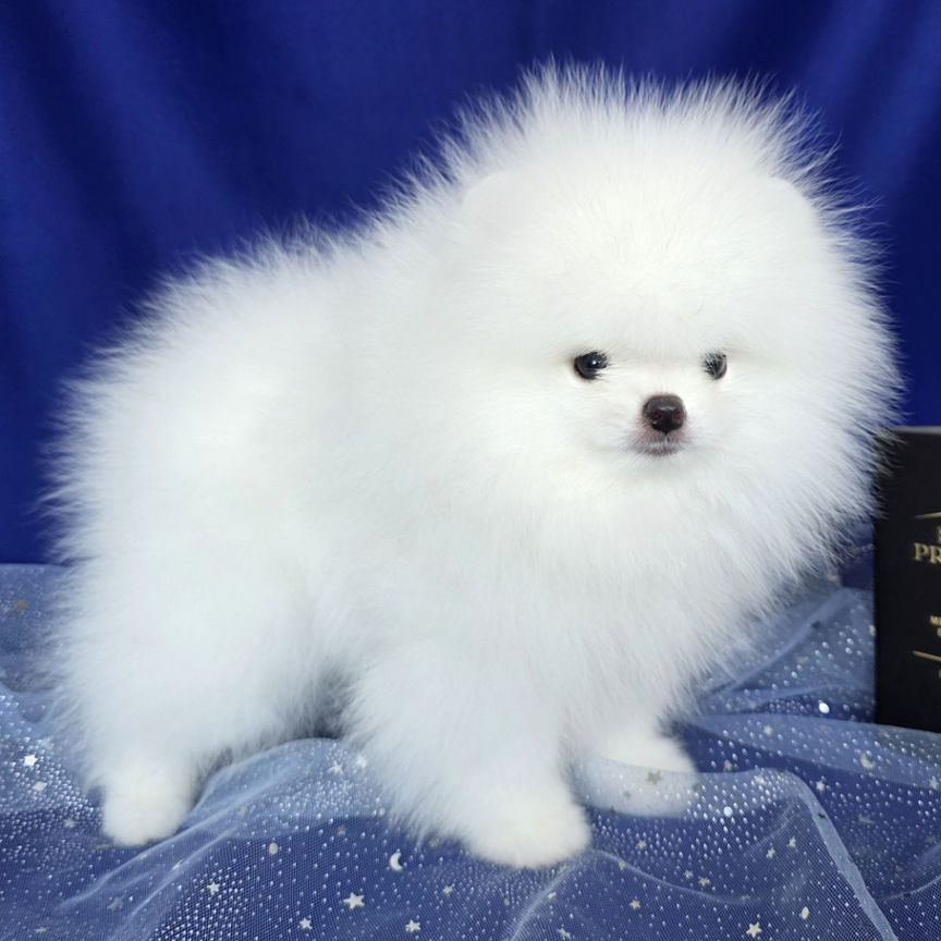 Померанский шпиц, щенок