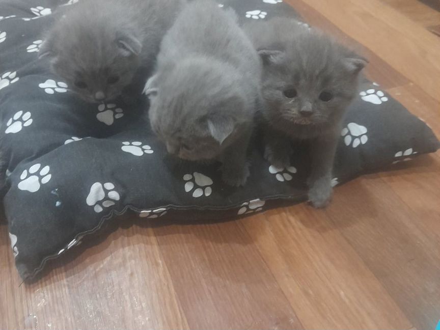 Котята вислаухие