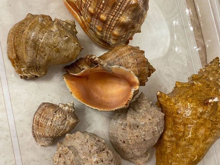 Ракушки для аквариума и интерьера