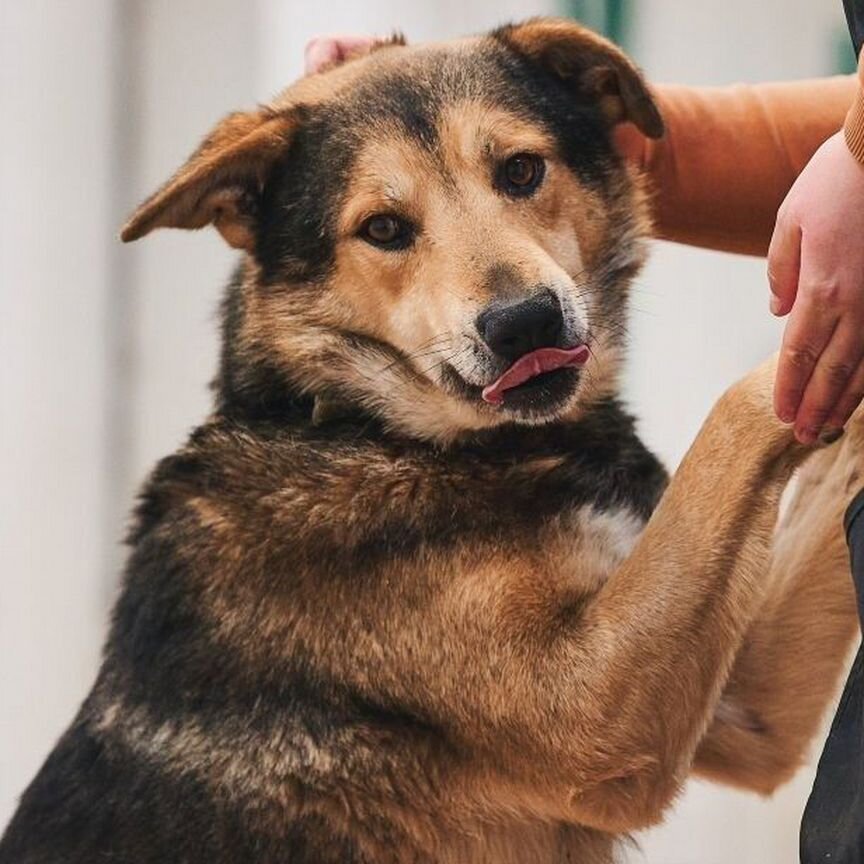 Взрослый пёс в добрые руки