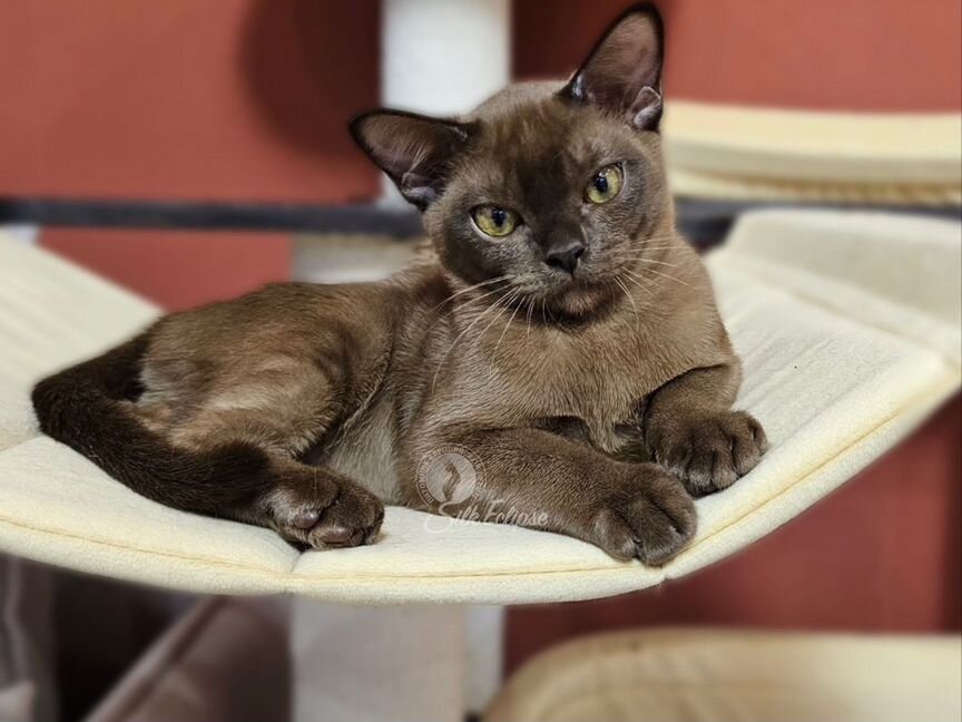 Бурманская соболиная малышка