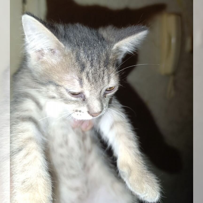 Котёнок в добрые руки